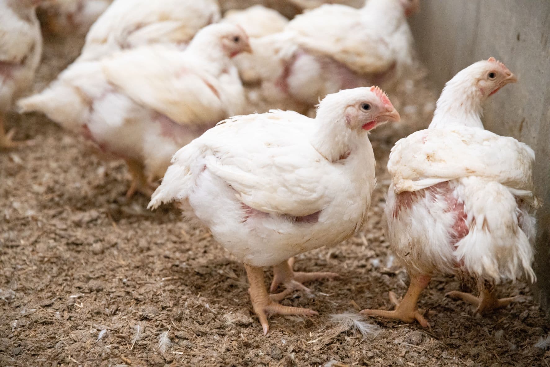 Investigation into constituents of poultry barn bioaerosols with a ...