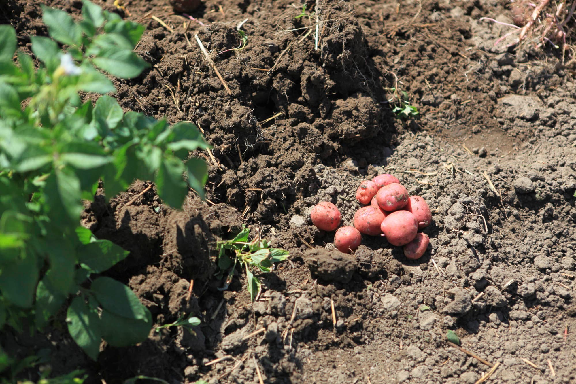 Non-destructive quality testing of potatoes using NIR hyperspectral ...