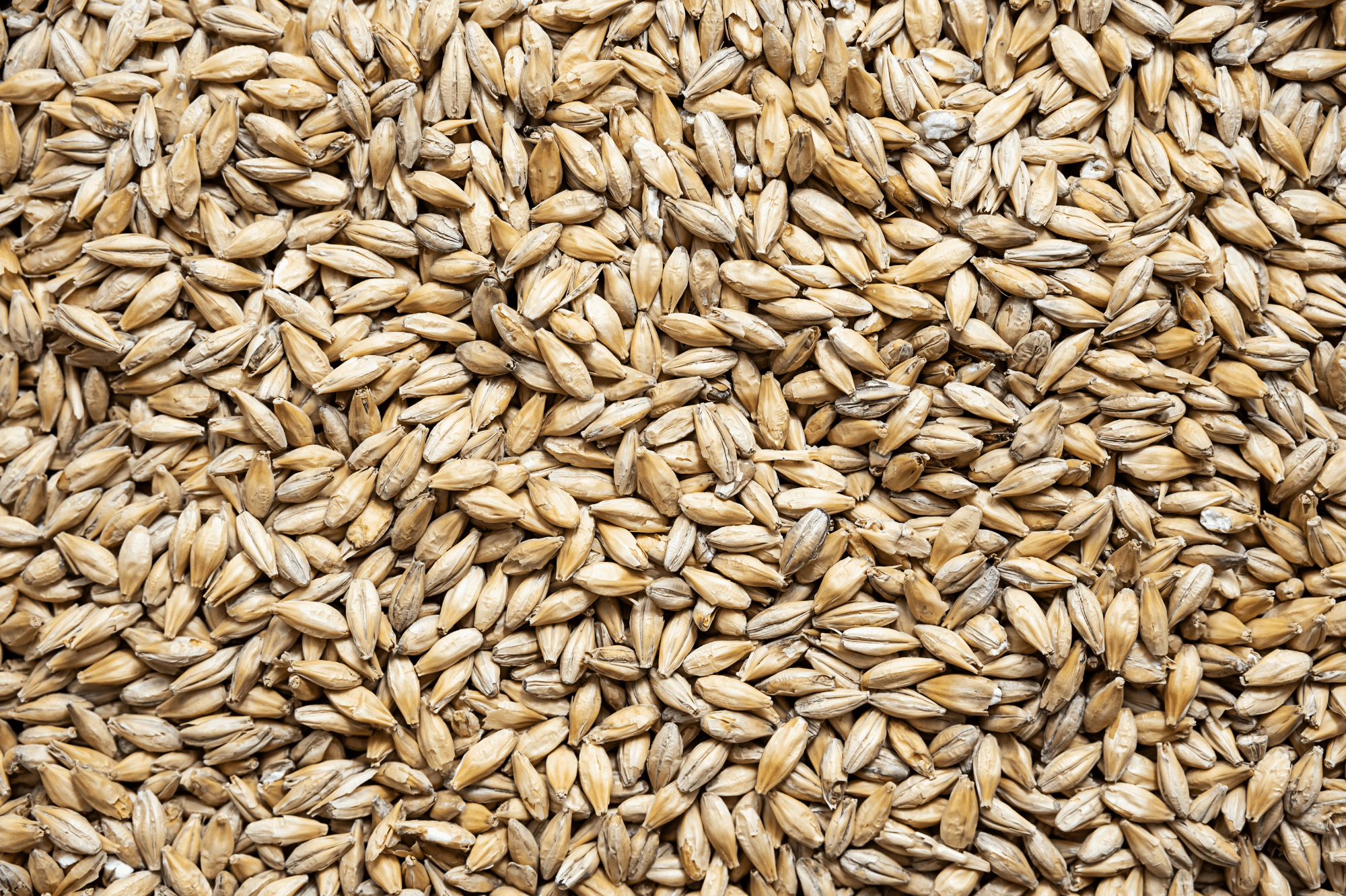 Better barley, better malt: Alberta and western Canadian malting barley ...