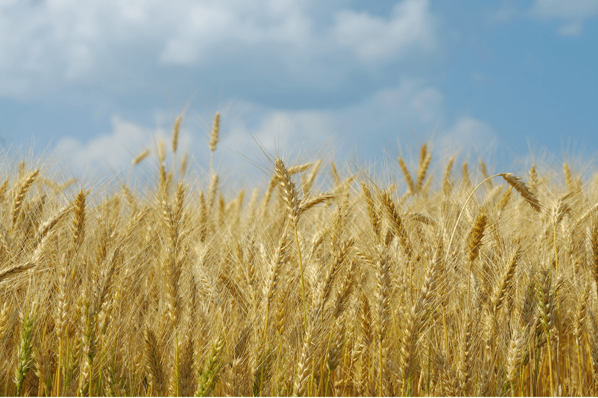 Collaborative testing and development of forage barley varieties in ...