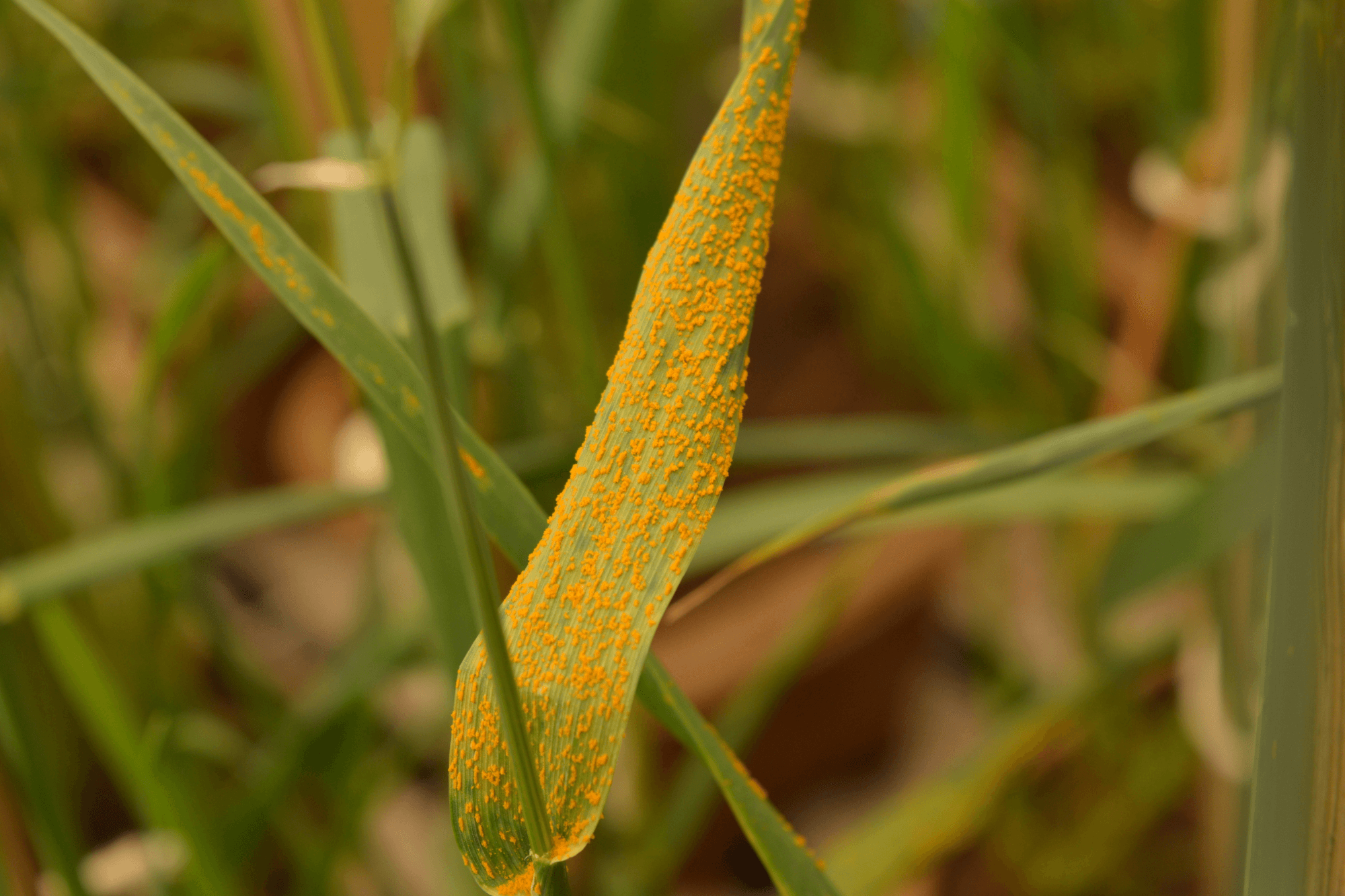 Nested association mapping to identify stripe rust resistance QTLs and ...