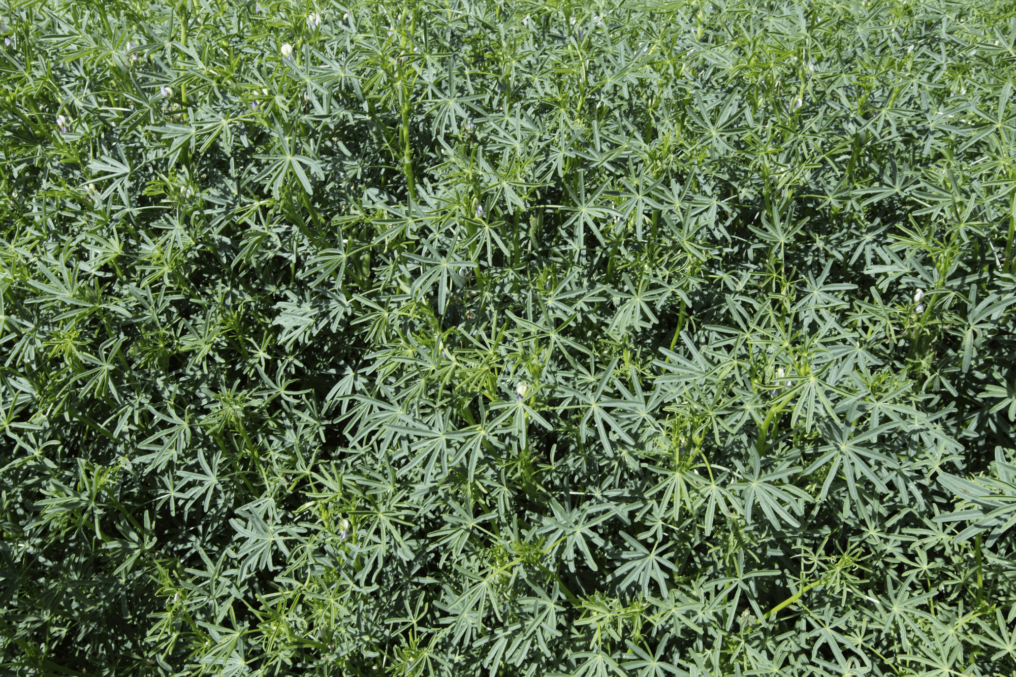 Investigating the agronomics of lupin production, a new high protein ...