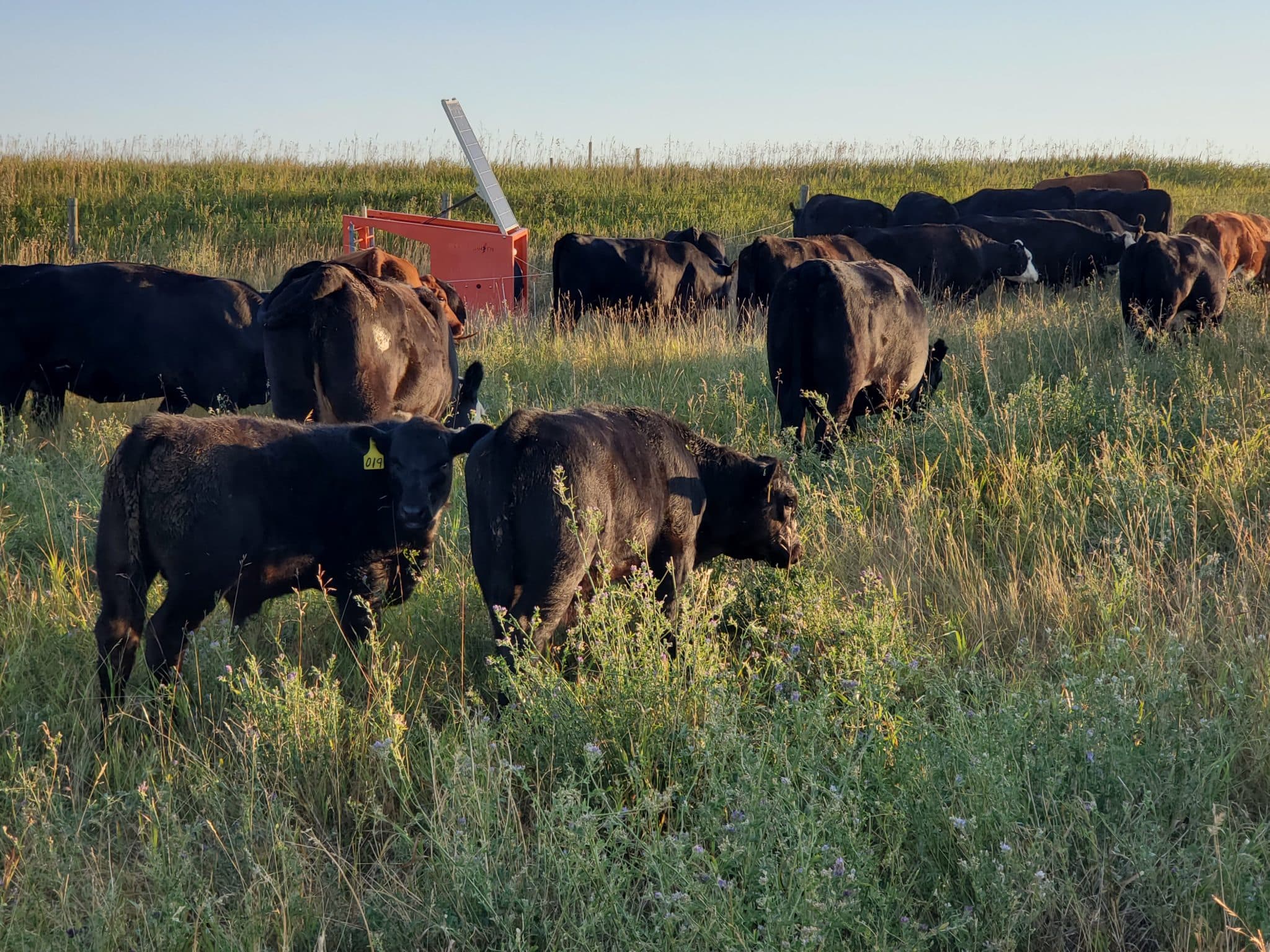 A comprehensive sequencing and bioinformatics analysis pipeline for BRD ...