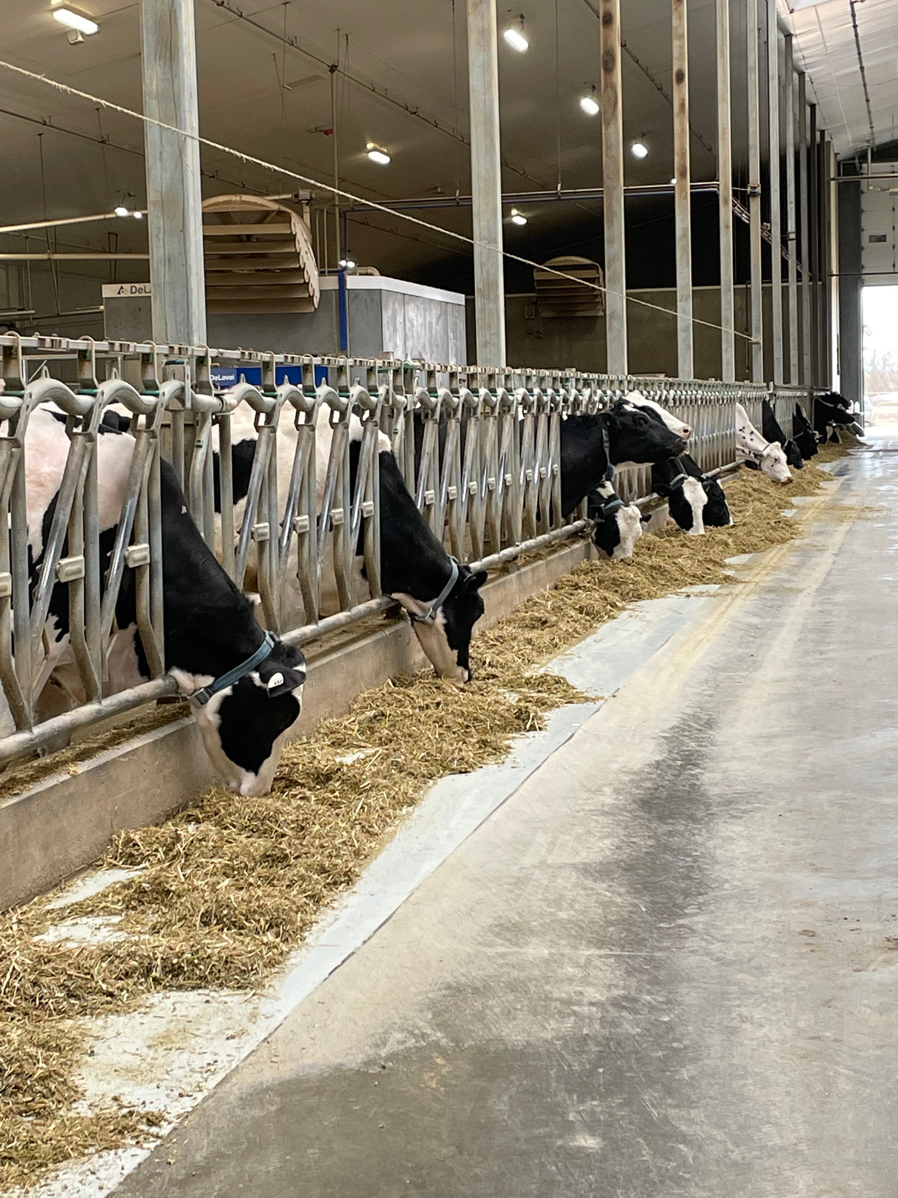 Alternative approaches to prevent or treat mastitis in dairy cows