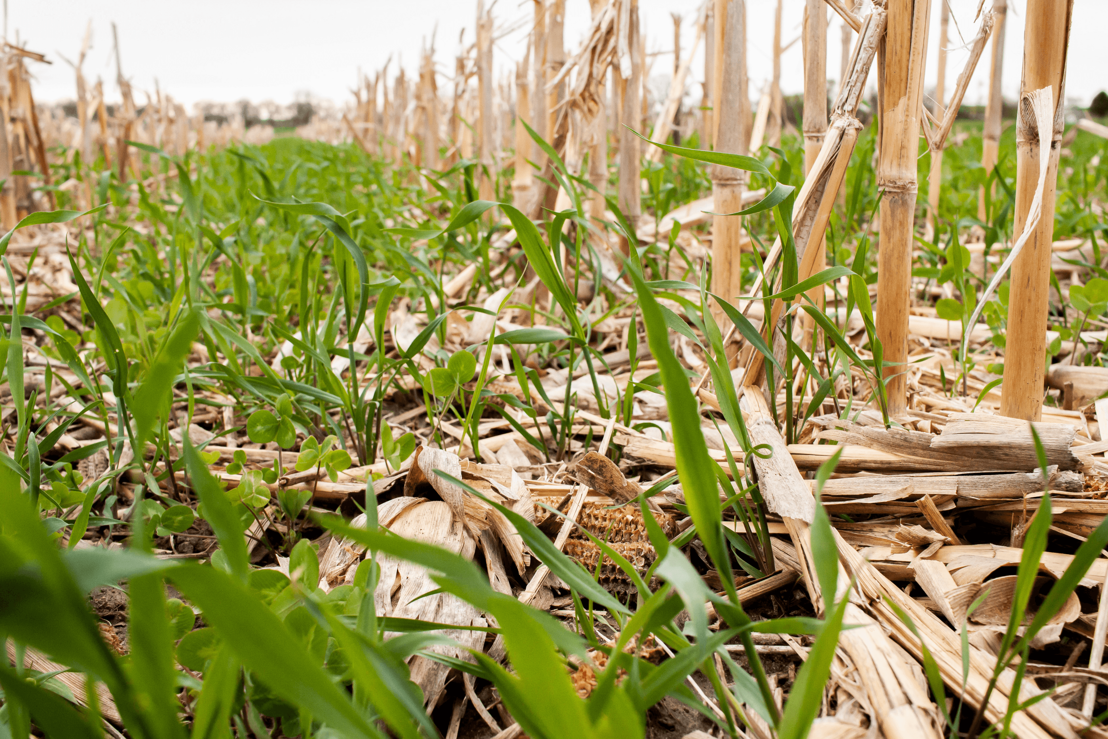 Making cover crops work with grain cropping systems in the Canadian ...