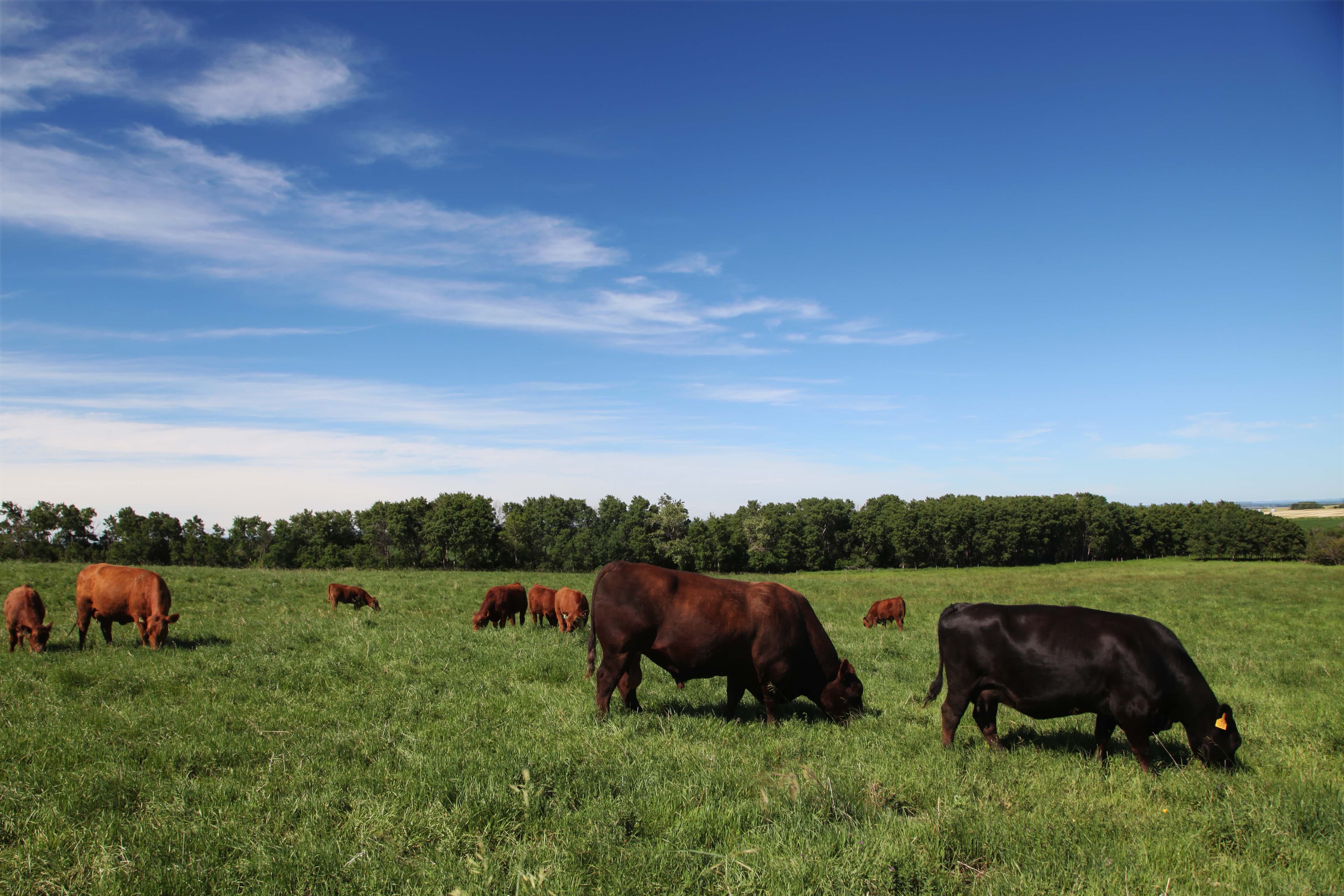 Precision ranching: remote assessment of bull activity under range ...