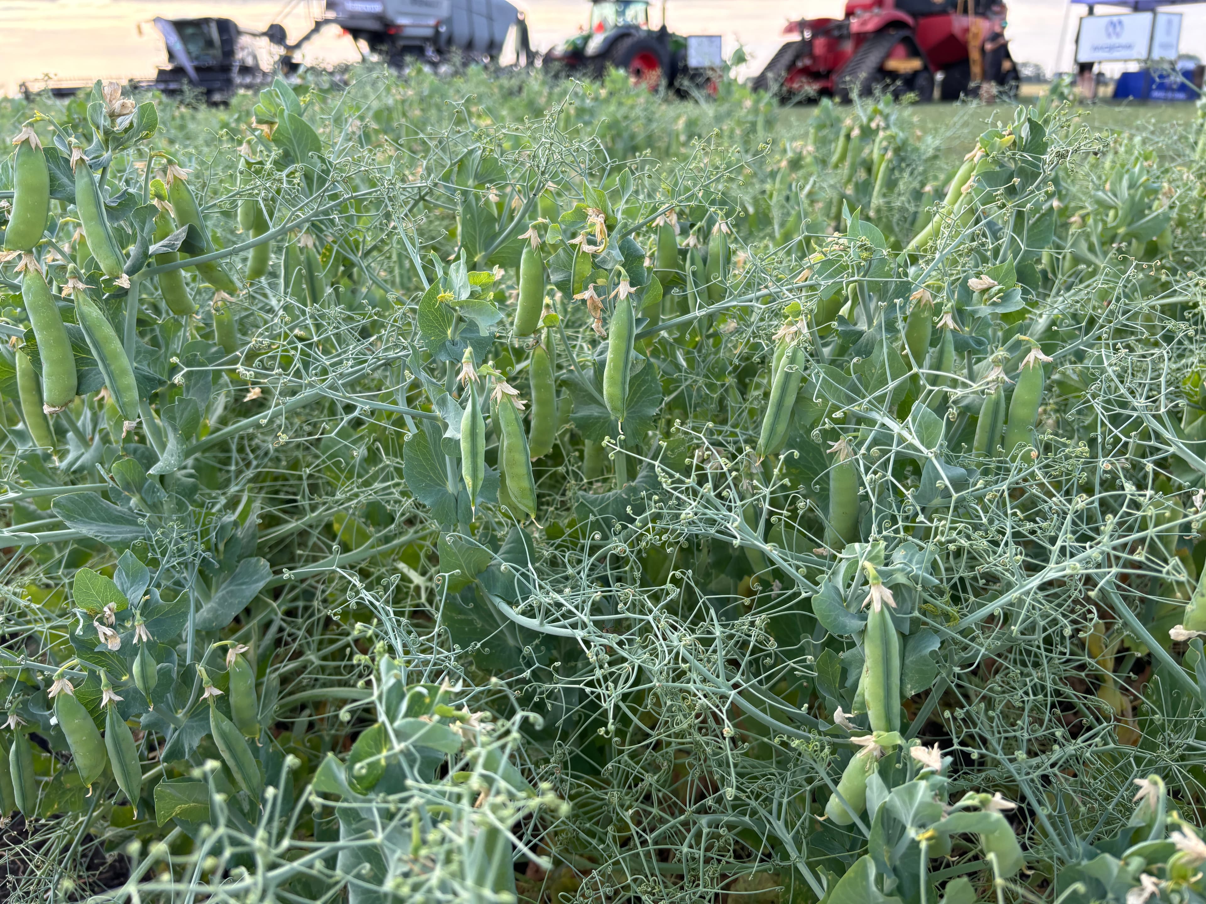 Protein clarification with automation - phase one