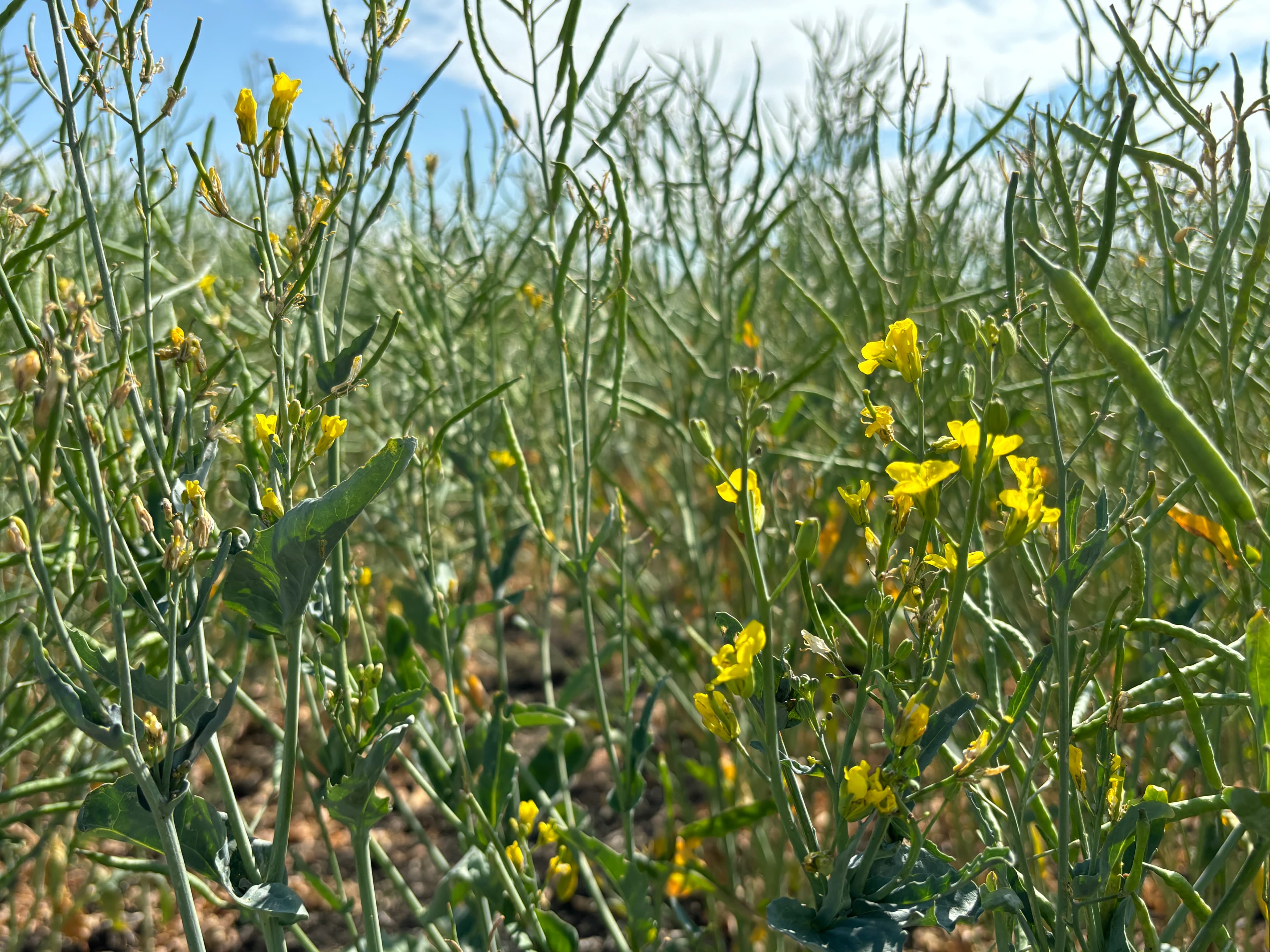 Developing canola lines with higher yield and better drought resilience ...