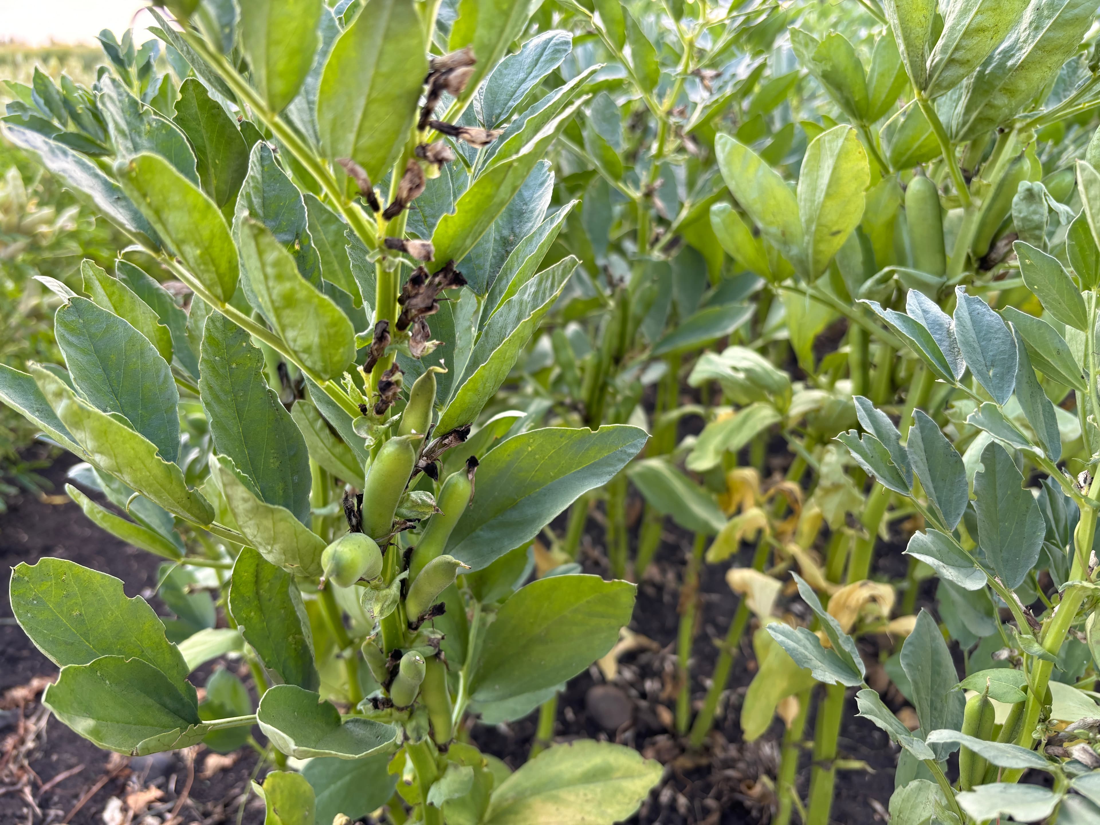 Risk mitigation for pulse growers: expanding markets by feeding frost ...